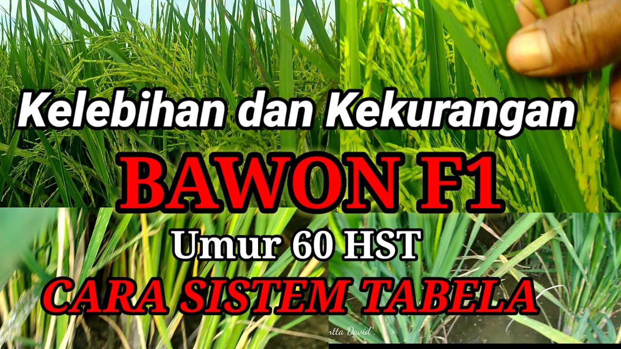 Kelebihan dan Kekurangan Padi Bawon F1 - YouTube