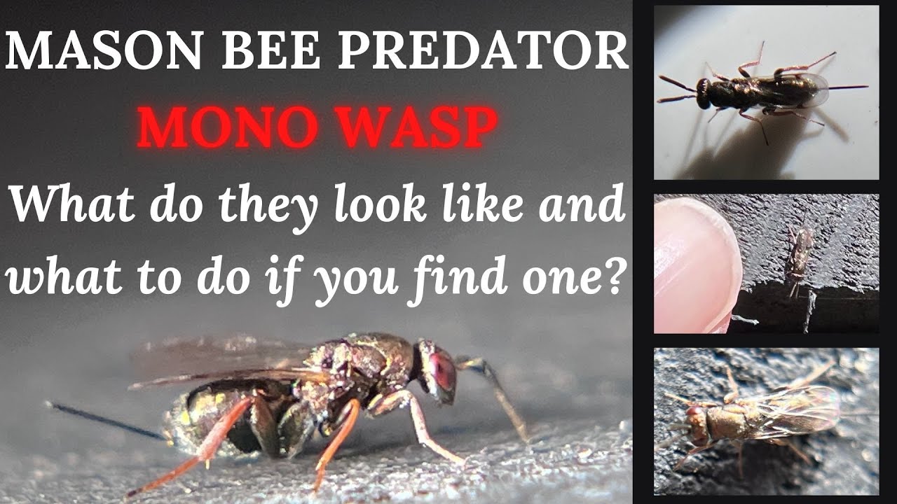 Mason Bee Predator - MONO WASPS - Learn how to help your bees - YouTube