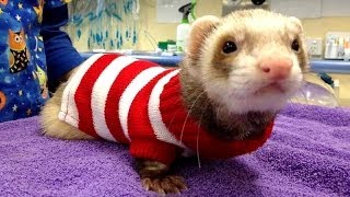 Funny and cute ferret videos compilation - YouTube