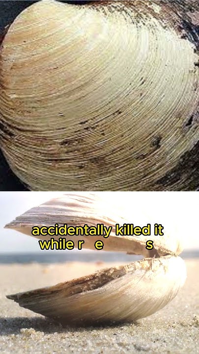 The Oldest Animal In The World | Ming The Clam | Strange facts you ...