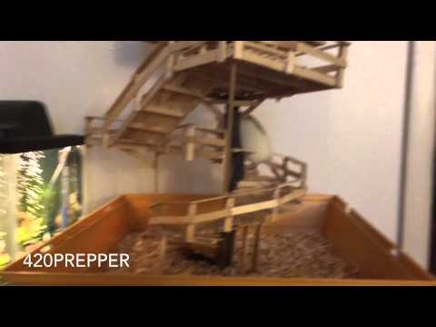 Popsicle Stick Rat Tree House 2.0 - YouTube