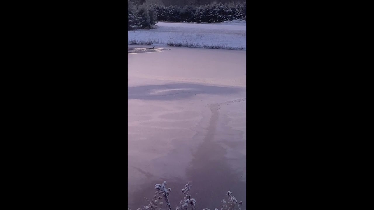 Buck fell through the ice. - YouTube