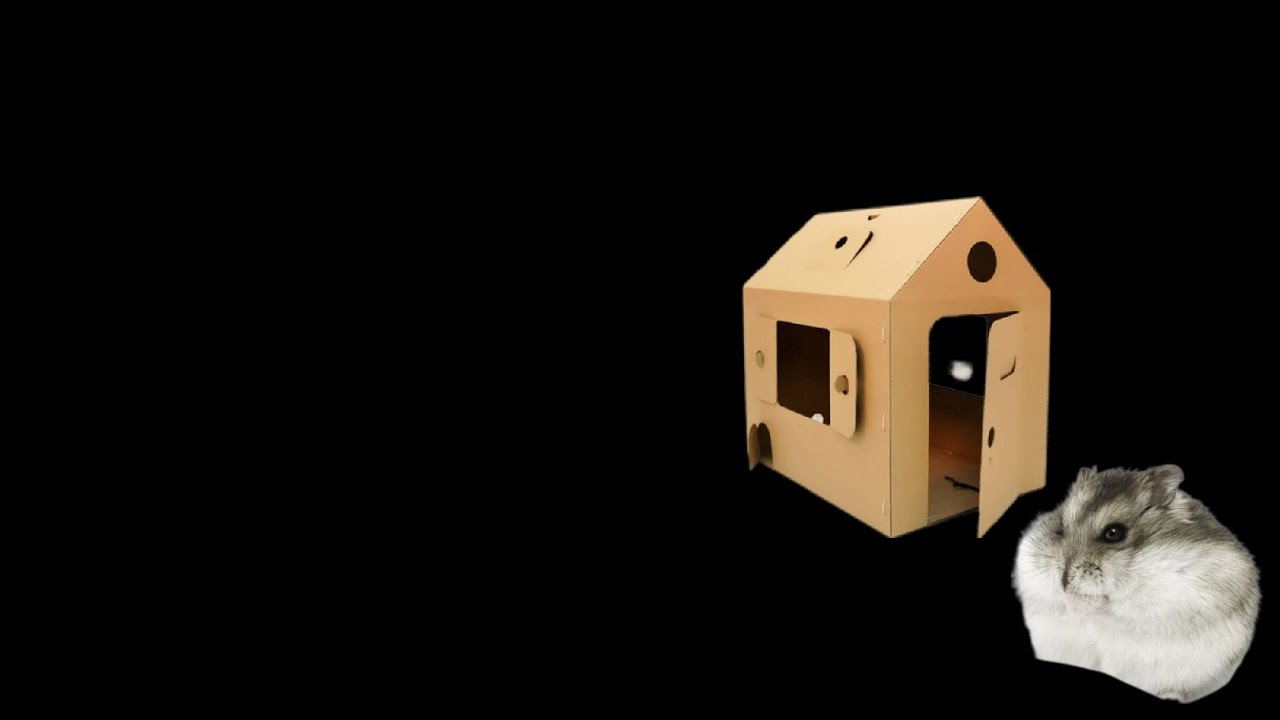 I built a cardboard house for a hamster and put it there for 24 hours ...