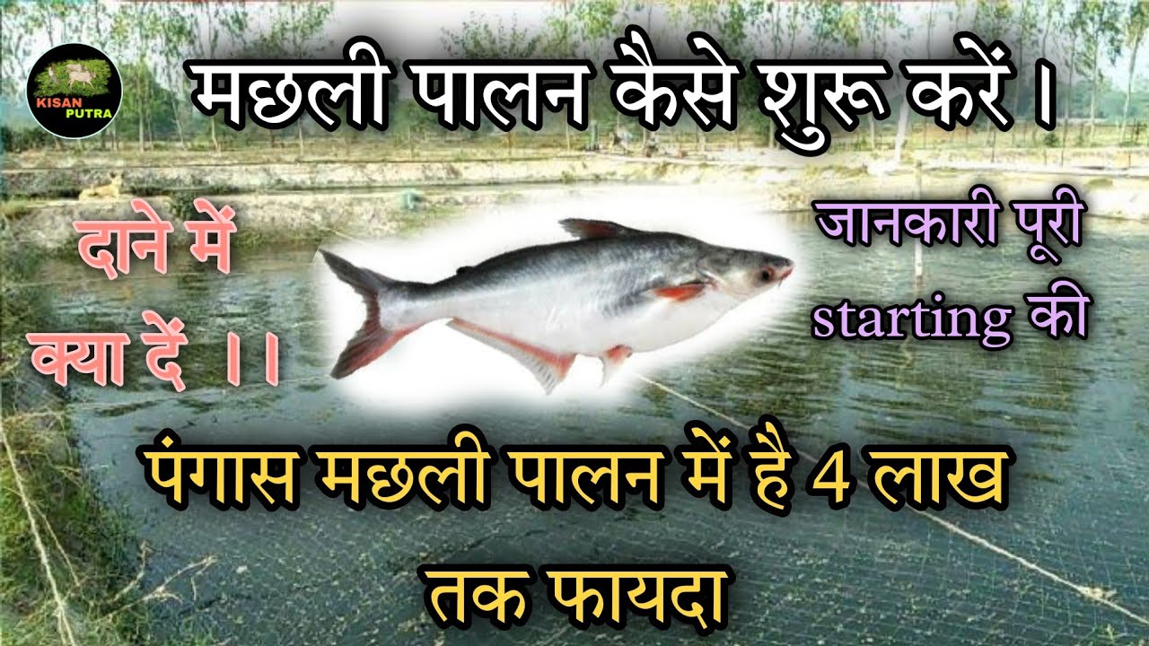 मछली पालन कैसे किया जाता है ।। machli palan ka tarika ।।पंगेसियस मछली ...
