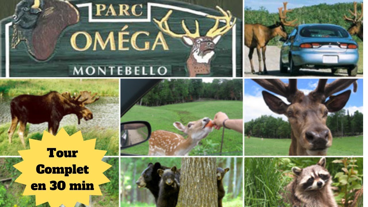 Visite du PARC OMÉGA Un Parc animalier du Québec,Canada2022|Au cœur de ...