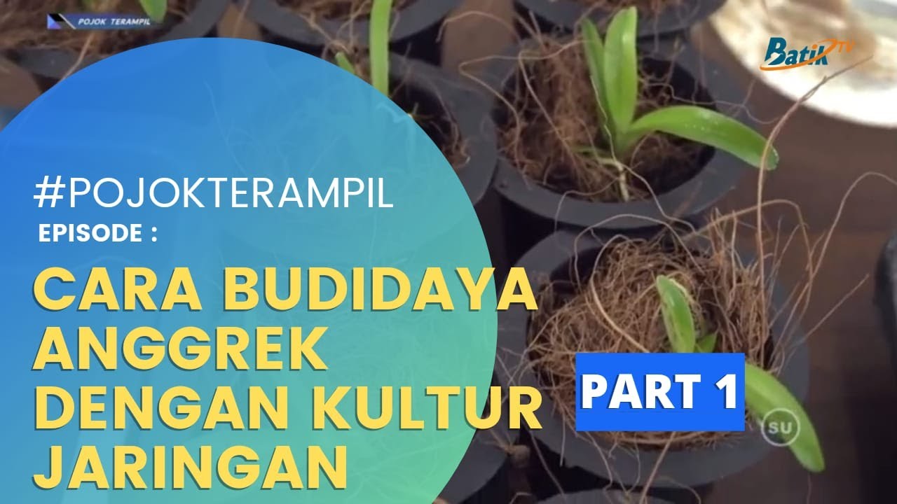 CARA BUDIDAYA TANAMAN ANGGREK DENGAN KULTUR JARINGAN PART 1 - POJOK ...
