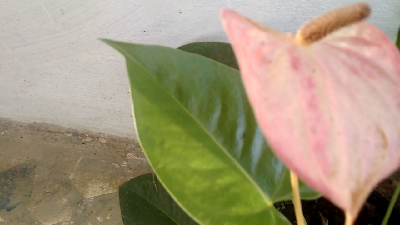 COMPRAR ANTÚRIO ROSA - YouTube