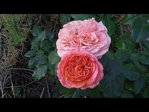 Роза Мэри Энн. Чайно-гибридная или спрей роза. Первогодка - YouTube