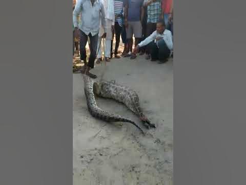 A big python suck blue cow - YouTube