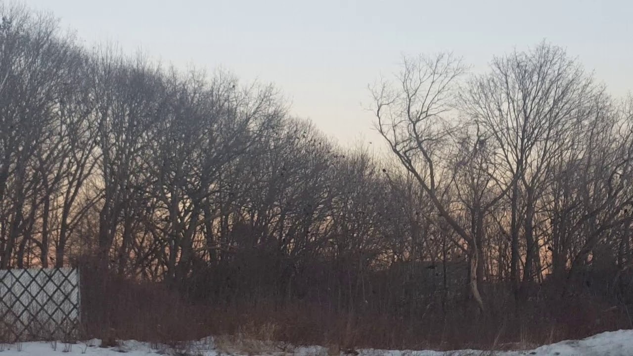 Crow invasion(1) - YouTube