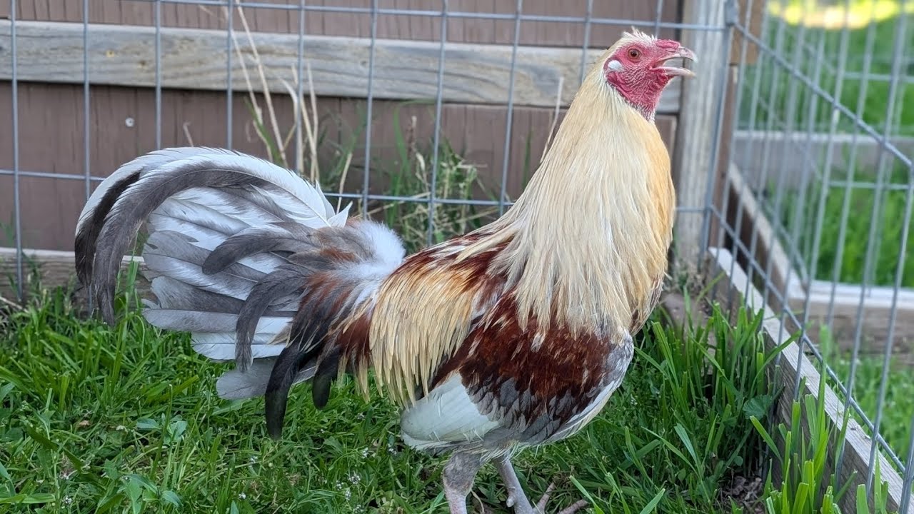 #2180 Spanish Jerezano Jiro Cenizo Rooster, 1 yr, 3.3 lbs. - YouTube