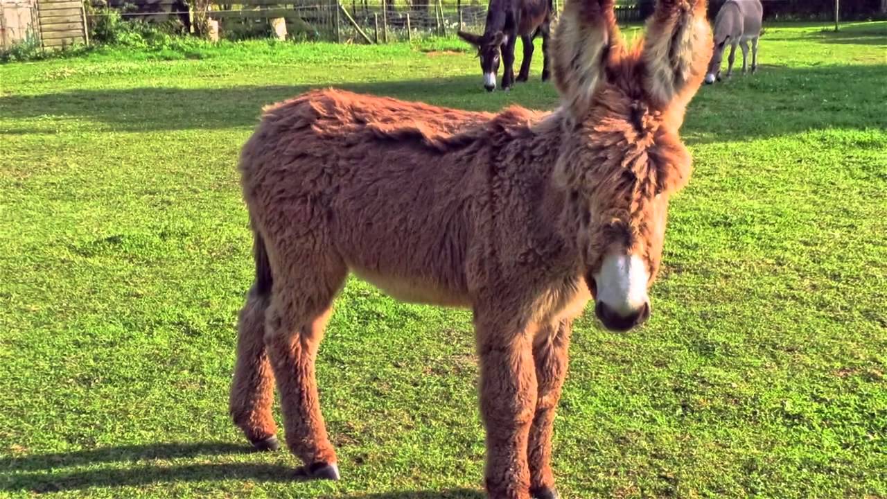 Viajar en mi Burra - YouTube