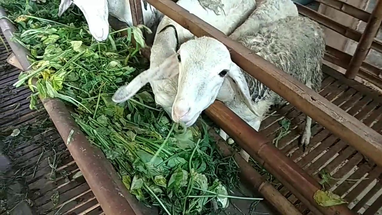 Ternak kambing domba(limbah sayur yang bermanfaat) - YouTube