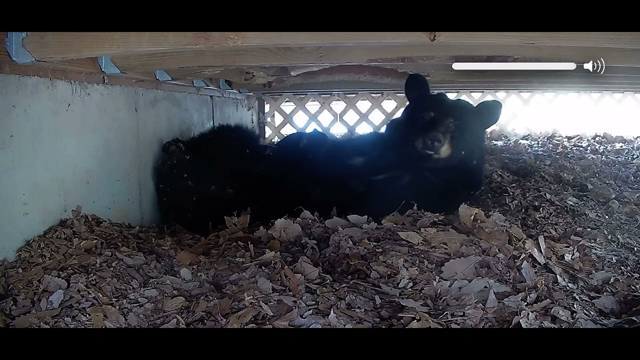 PA Black Bear Den getting comfortable for nursing 03/31/23 hdontap.com - YouTube