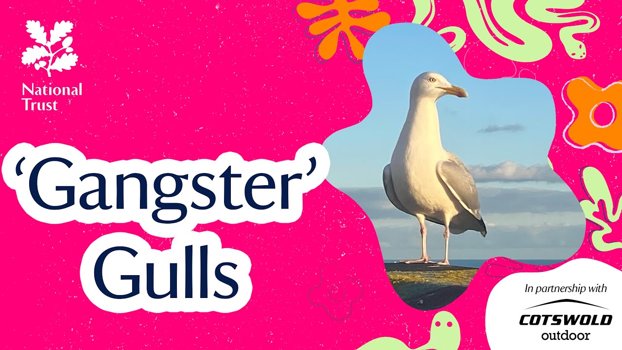 'Gangster' Gulls | Uncovering the Truth About Seagulls - YouTube