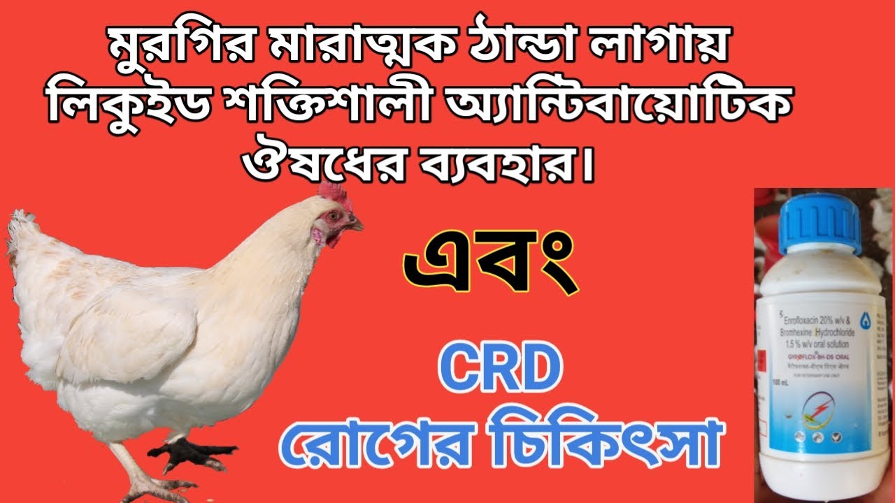 মুরগির মারাত্মক ঠান্ডা লাগায় লিকুইড অ্যান্টিবায়োটিকের ব্যবহার ...