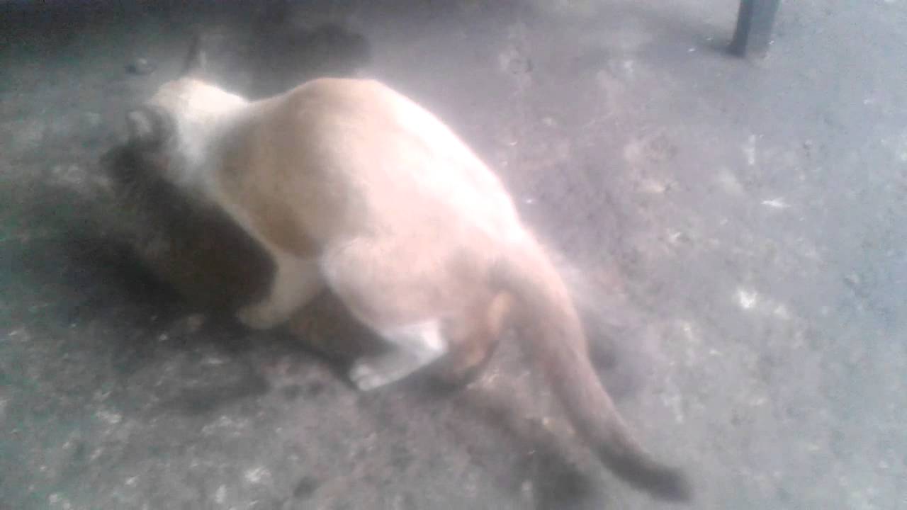 como se aparean los gatos en el taller - YouTube