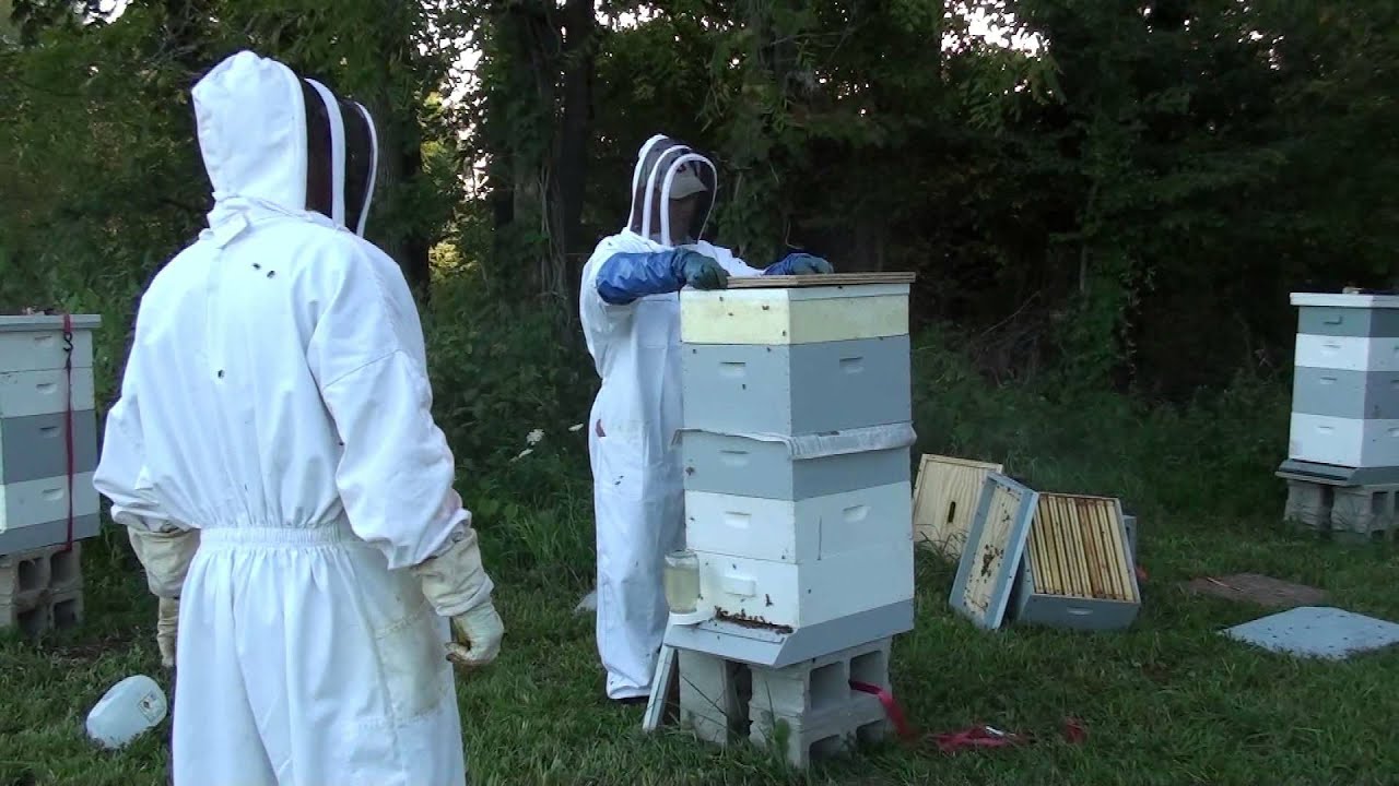Combining Two Bee Hives - YouTube