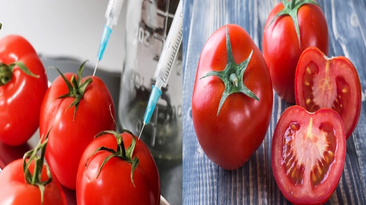 We are Eating a Poison! Here's How to Identify GMO Tomatoes in 2 Easy ...