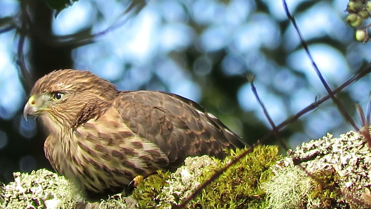07/19/20 Tired Cooper's Hawk (D/53) @ S 234 Pl & 53 Pl S Kent Wa 4679 ...