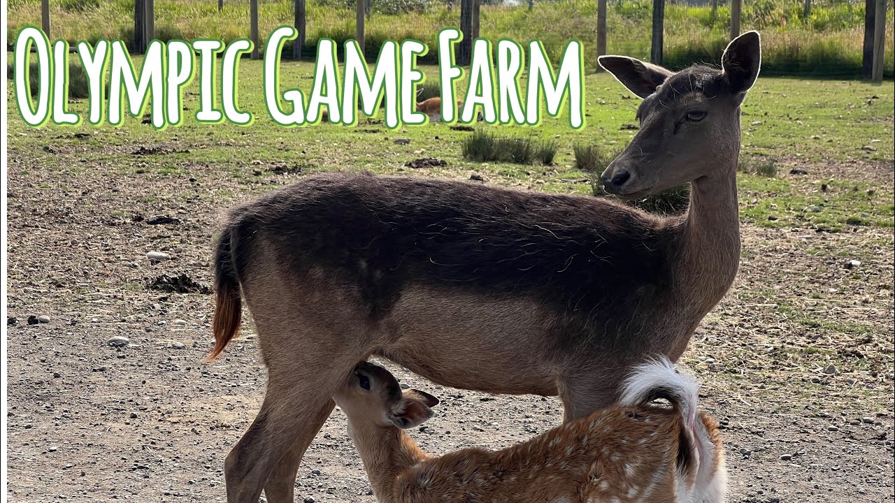Olympic Game Farm 🦌 - YouTube