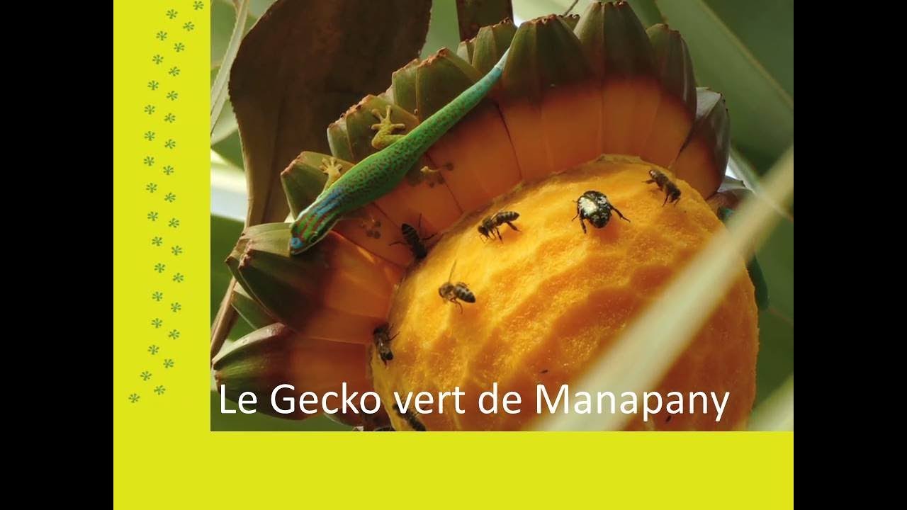 Le gecko vert de Manapany, espèce menacée - YouTube