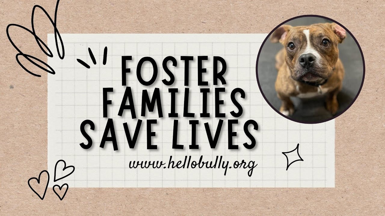 Foster Families Save Lives at Hello Bully - YouTube