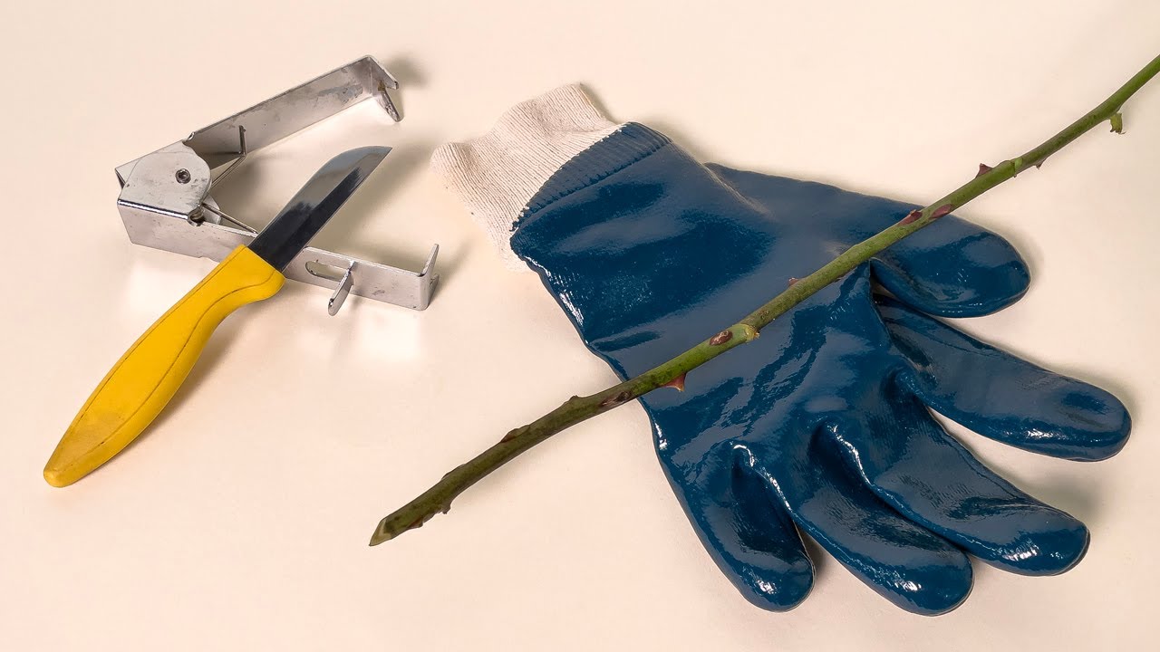 Removing Rose Thorns - YouTube