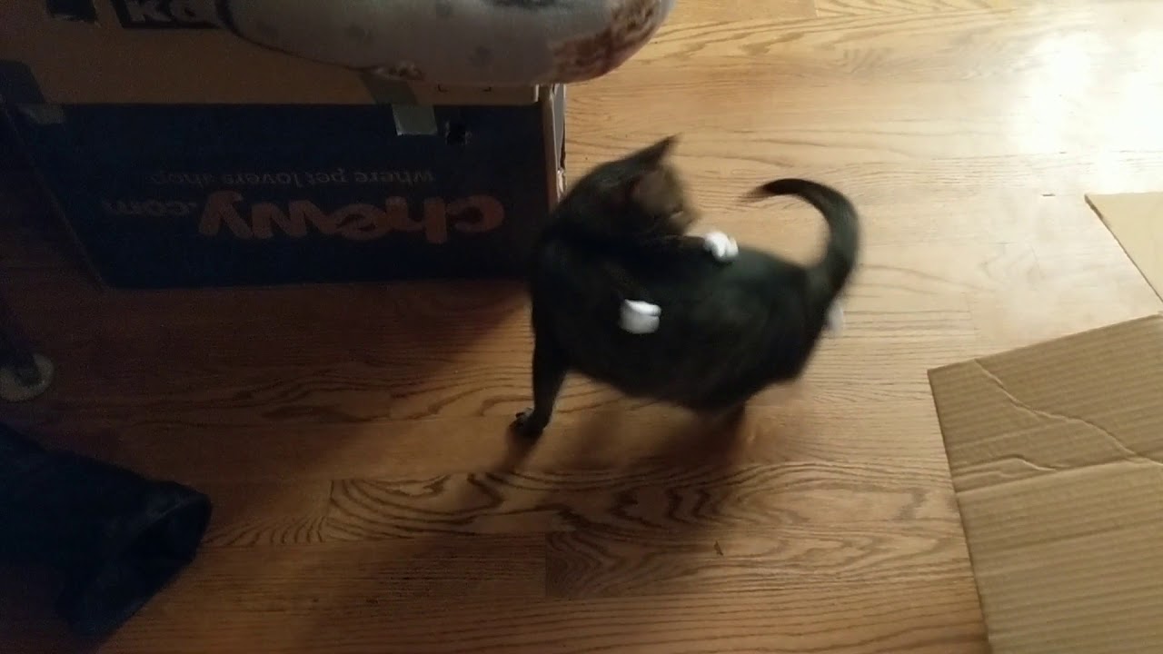 cat vs packing peanuts 1 - YouTube