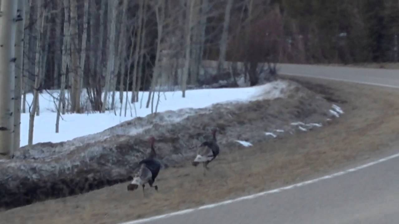 Wild turkeys running down the road - YouTube