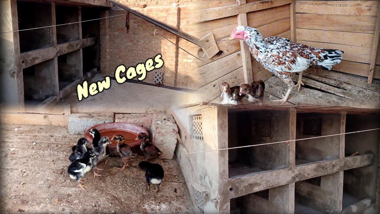 New Cages ban Gae 😍 - YouTube
