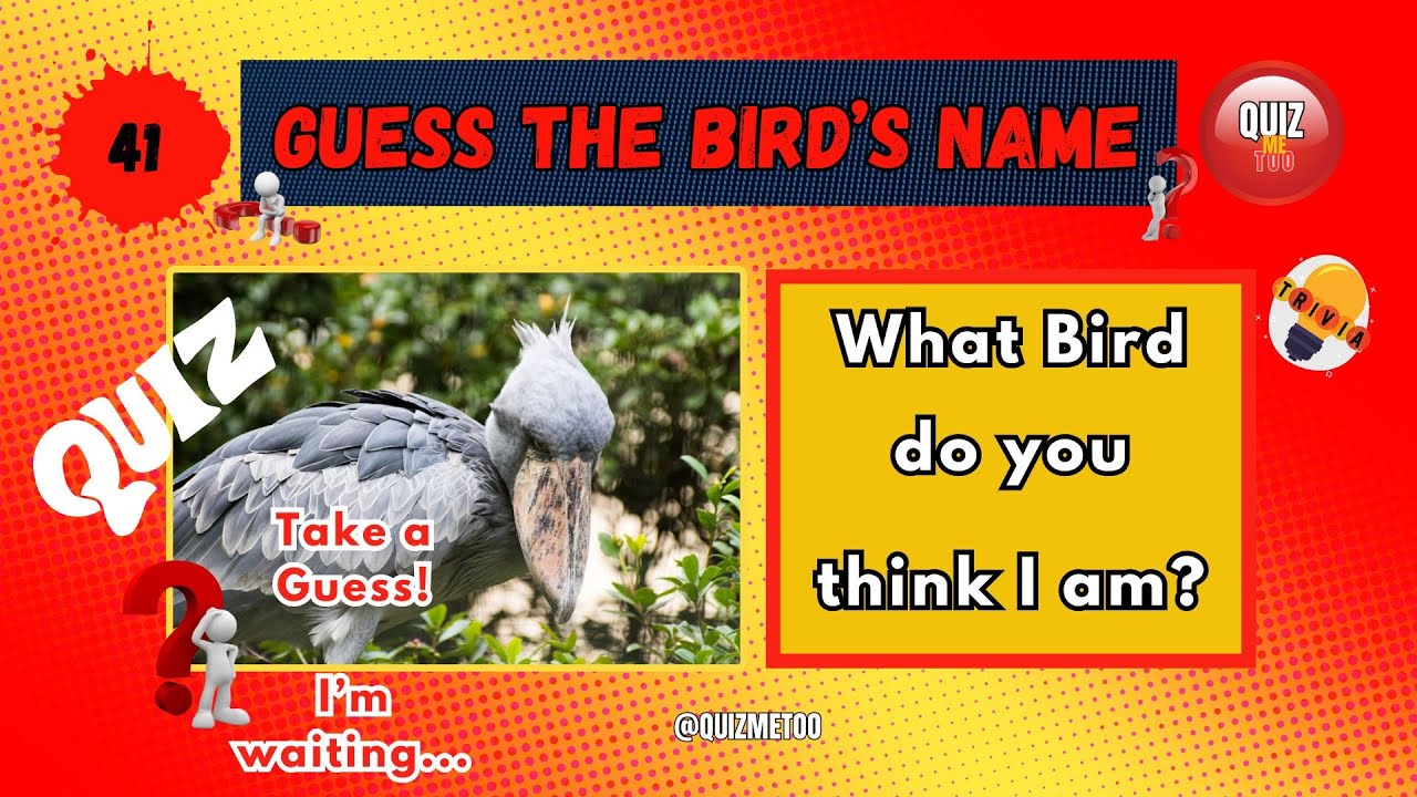 BIRD QUIZ GUESS THE BIRD'S NAME Multiple Choice Questions #fun # ...