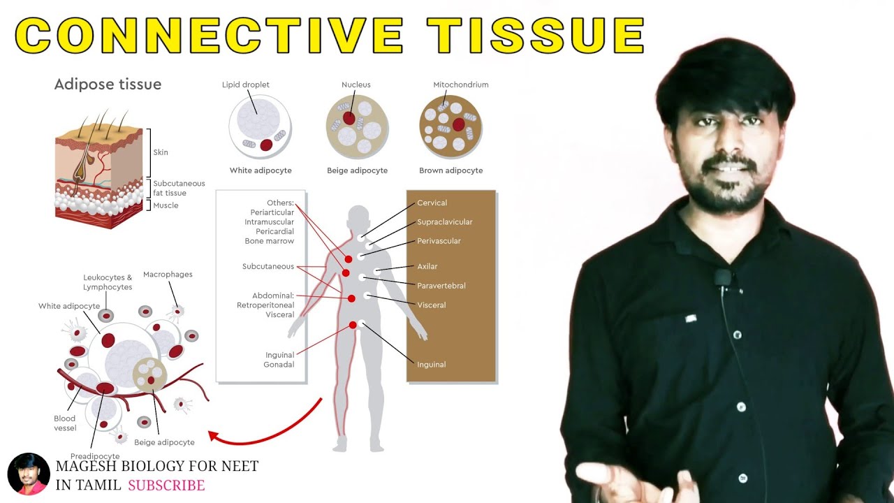 Connective Tissue Class 11 #neet2024 #neetbiology #chapter3 - YouTube