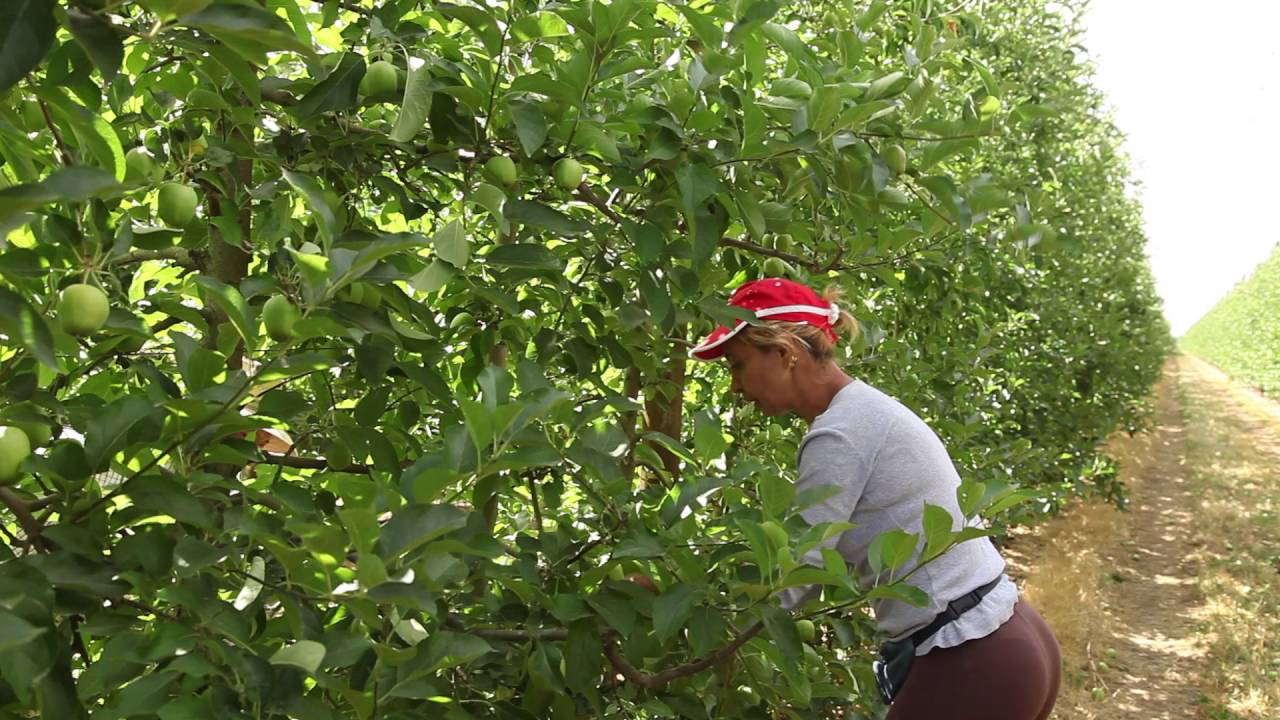 Aclareo manual en los manzanos de Andrea Carucci - YouTube