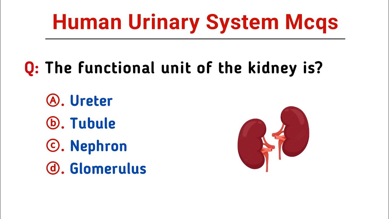 Human Urinary System Mcq | urinary system questions and answers ...