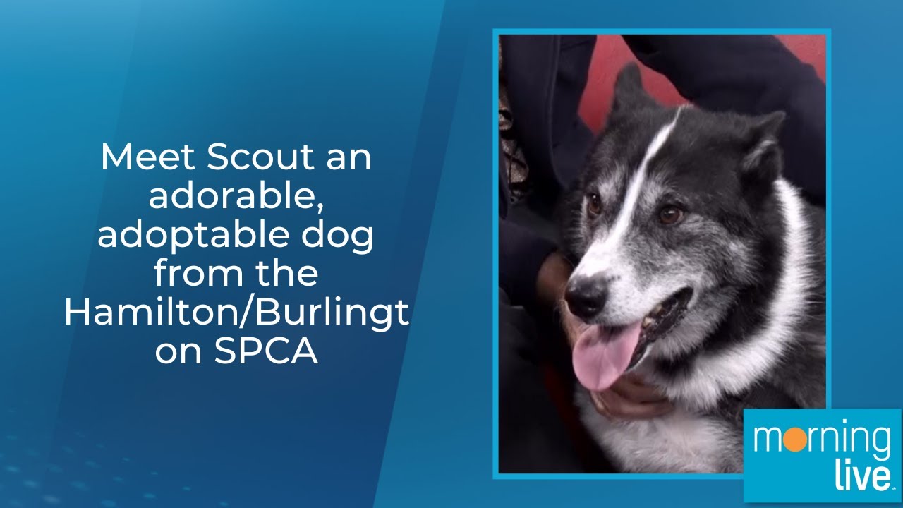 Meet Scout an adorable, adoptable dog from the Hamilton/Burlington SPCA ...
