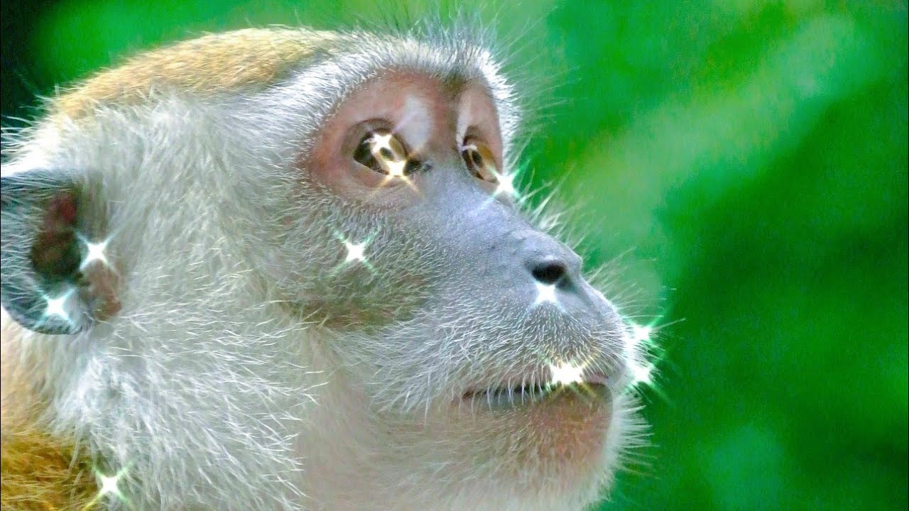 Baby monkey Tentrum | monkey baby eating || monkey kiki playing mor ...