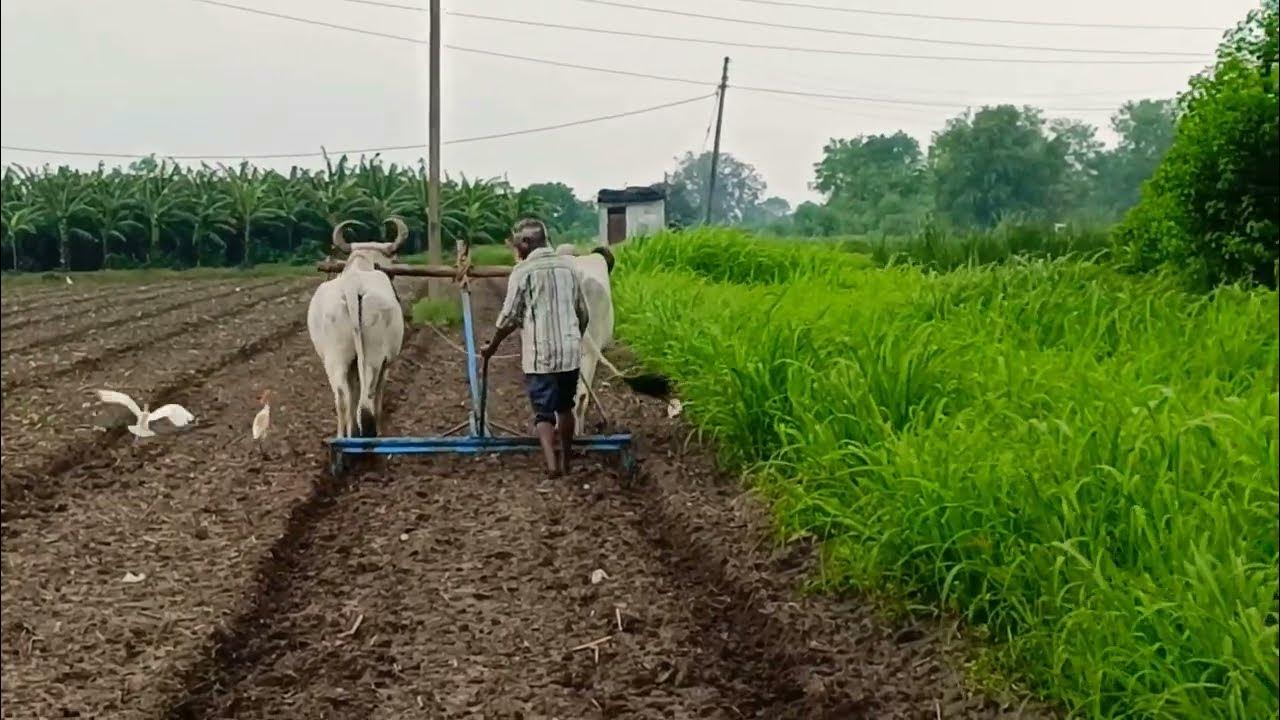 khet me sidhi line kaise ki jati hai|khet me hal se kaise line banti hai?|खेत मे सीधी लाइन कैसे ...