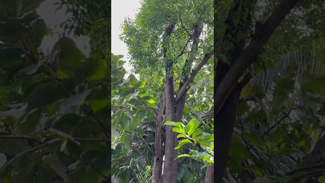 Raktachandan or Red sandal wood - YouTube