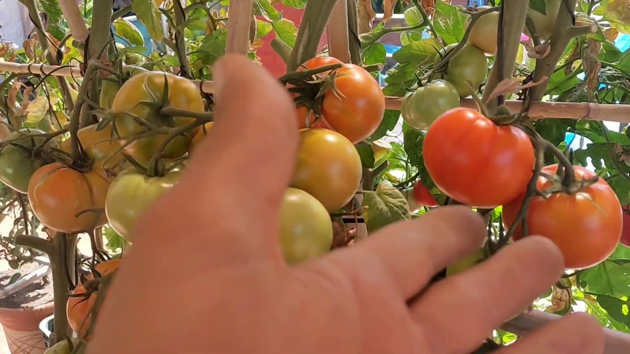 Tomateras comanche despues de cinco meses - YouTube