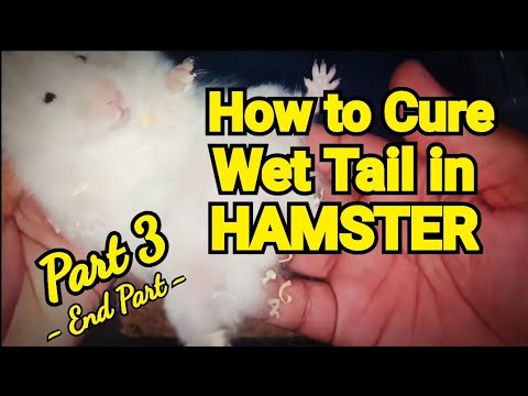 Curing Wet Tail of Hamster PART 3: (Diarrhea in Hamsters) FINALLY WET ...
