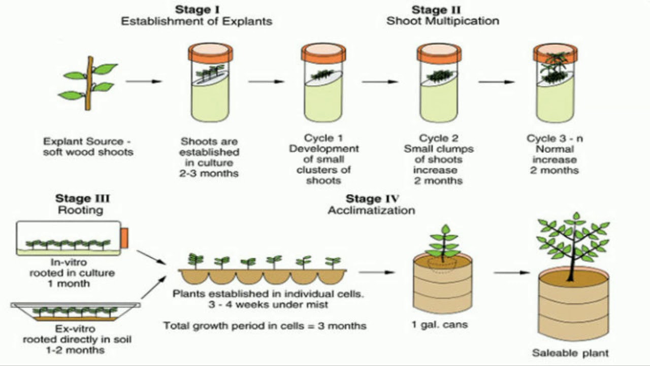 Stages of Micropropagation - YouTube