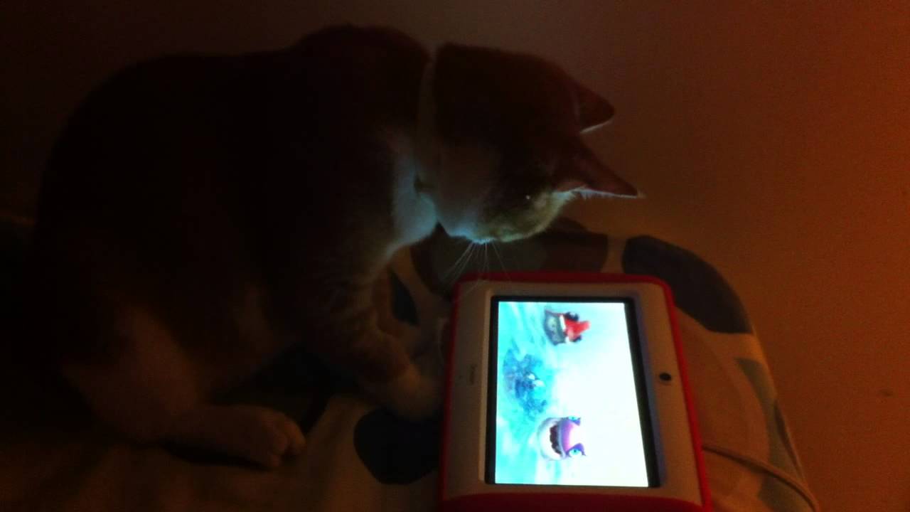 Mona watching videos on MEEP!!!Cutest kitten ever!!! - YouTube