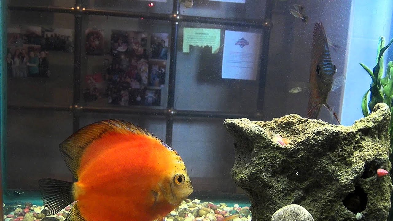 Funny Tropical Fish July 9, 2012 - YouTube
