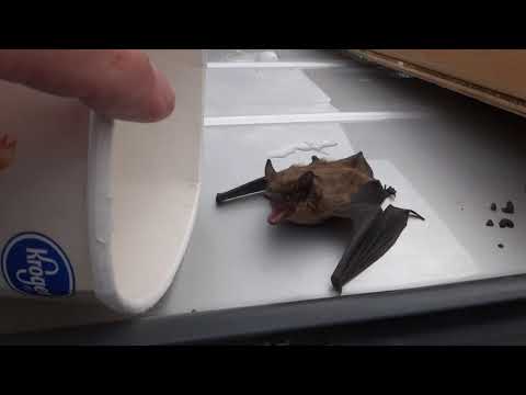 Stunned Bat Waking Up - YouTube