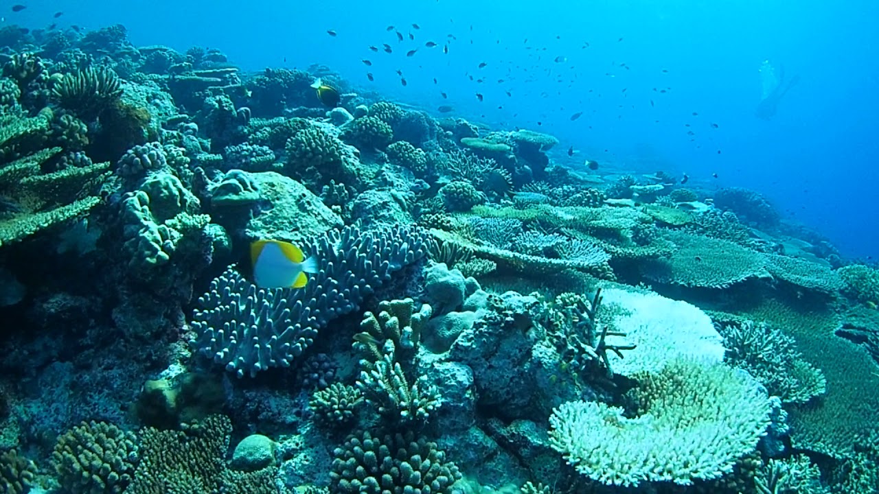 dive Layang Layang - Navigation Reef - YouTube