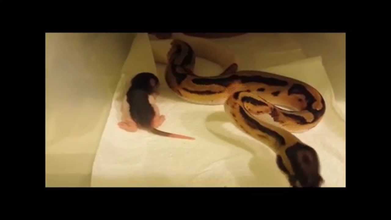 Baby ball python vs baby rat hard backward eating - YouTube