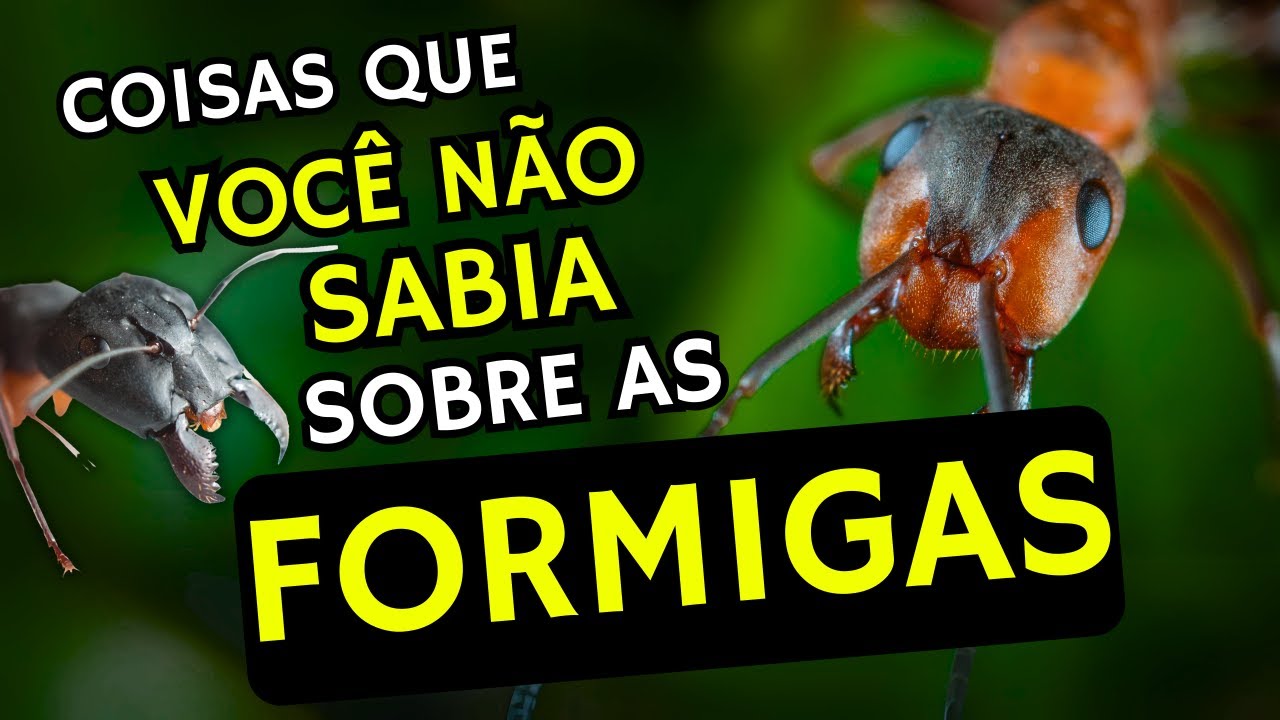 O REINO DAS FORMIGAS: CURIOSIDADES E SEGREDOS SOBRE AS FORMIGAS - YouTube