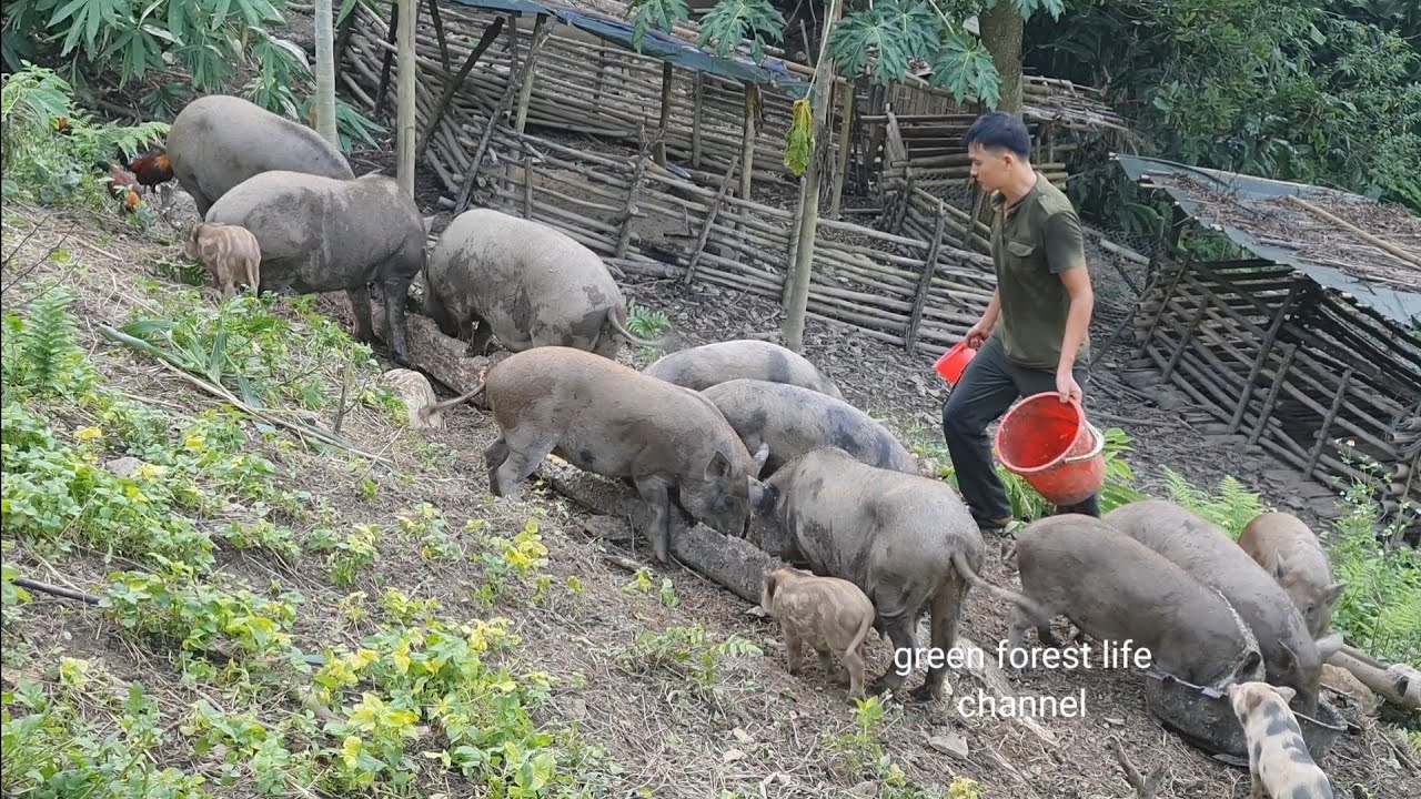 Grow loofah gives me a wonderful breakfast. Busy day with wild pigs ...