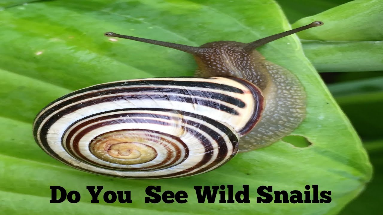 Do You See Wild Snail 🐌 - YouTube